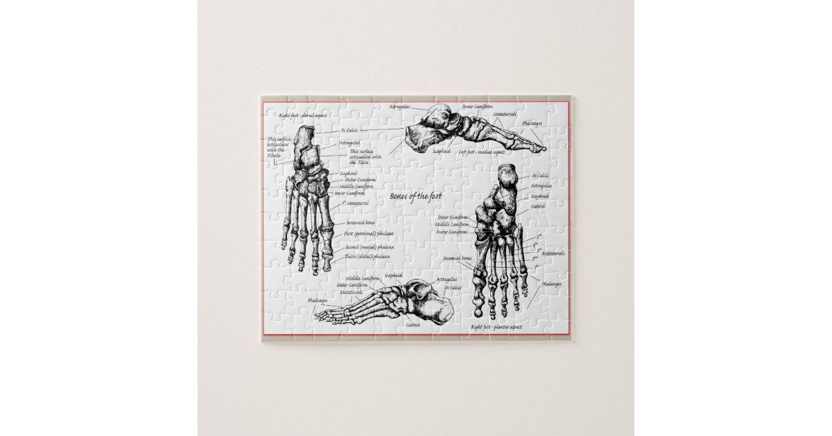 Bones of the Human Foot Jigsaw Puzzle | Zazzle