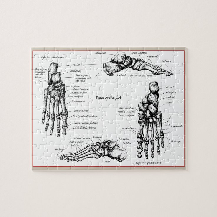 Bones of the Human Foot Jigsaw Puzzle | Zazzle