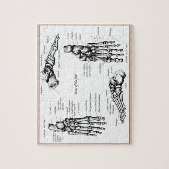Bones of the Human Foot Jigsaw Puzzle | Zazzle