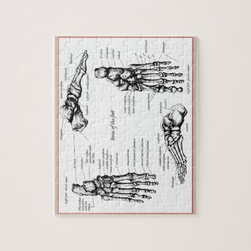 Bones of the Human Foot Jigsaw Puzzle | Zazzle