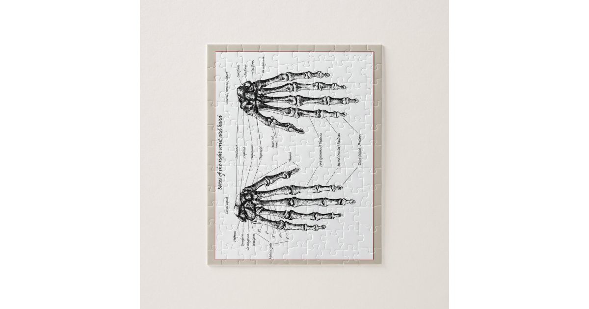 Bones of the Human Hand Jigsaw Puzzle | Zazzle