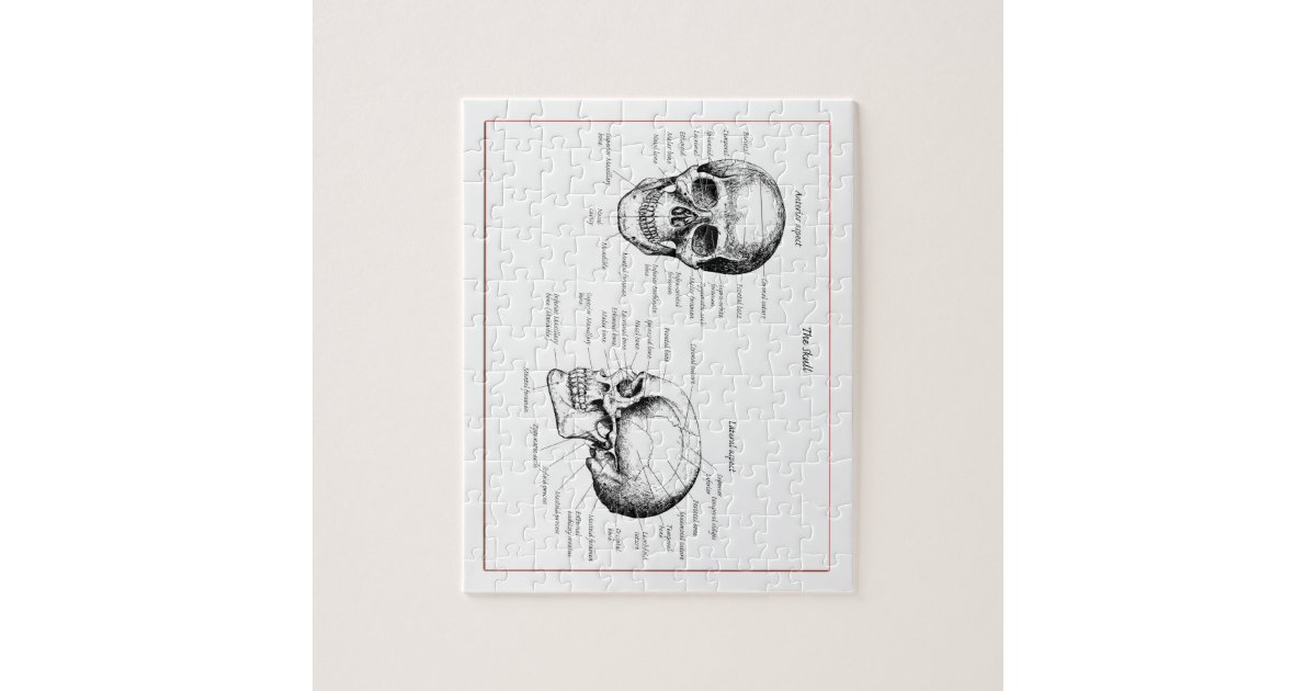 Bones of the human skull jigsaw puzzle | Zazzle