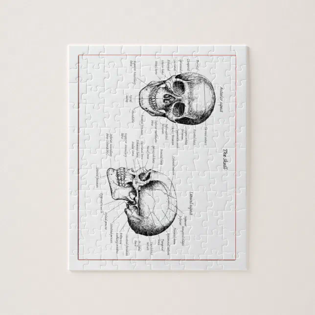 Bones of the human skull jigsaw puzzle | Zazzle