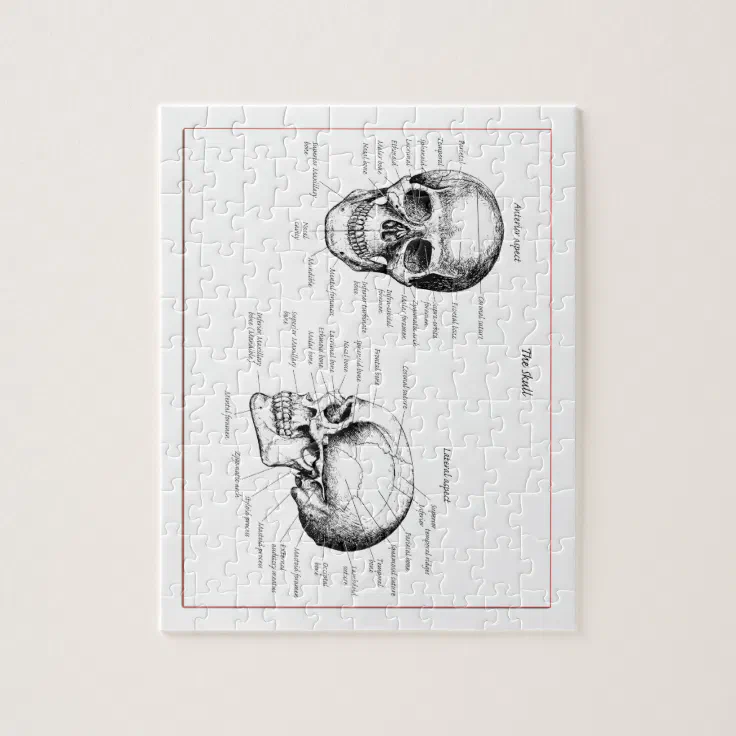 Bones of the human skull jigsaw puzzle | Zazzle