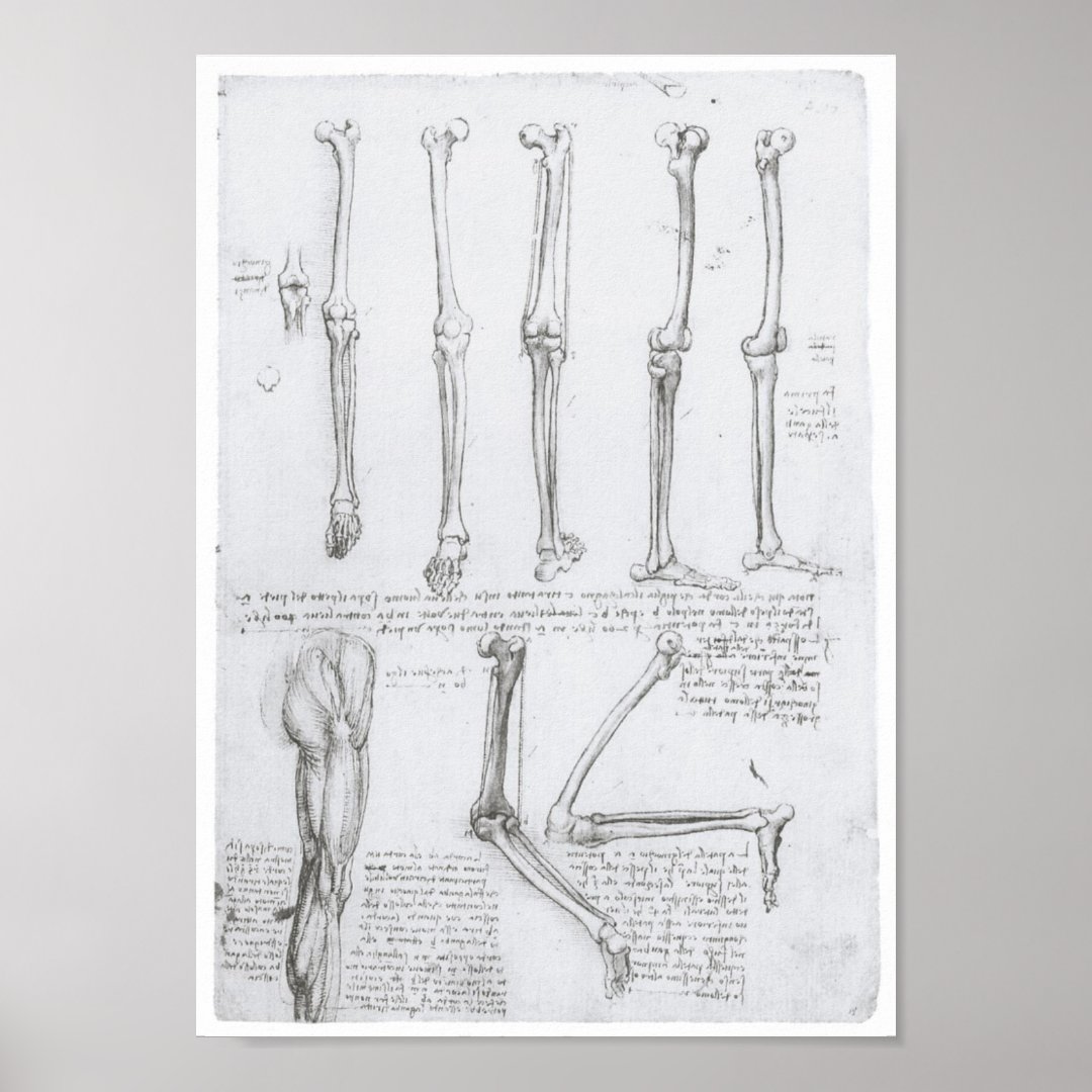 Bones of the Lower Extremity, Leonardo da Vinci Poster | Zazzle