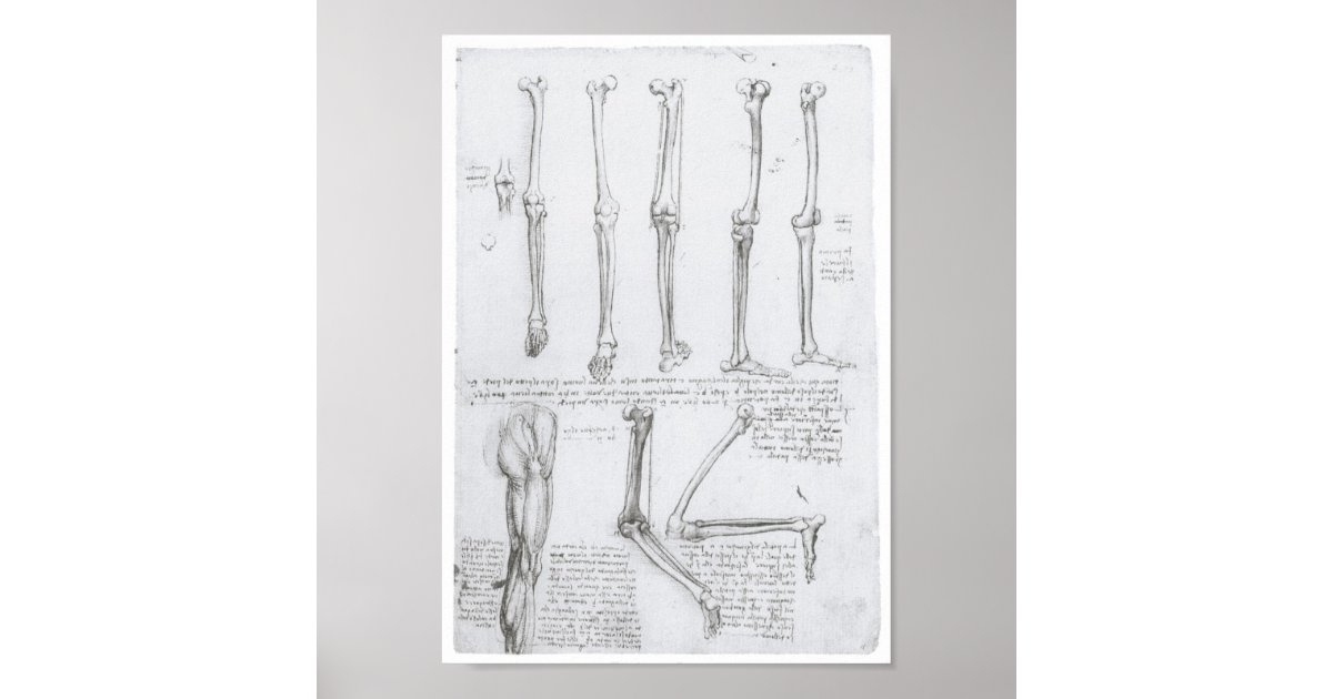 Bones of the Lower Extremity, Leonardo da Vinci Poster | Zazzle