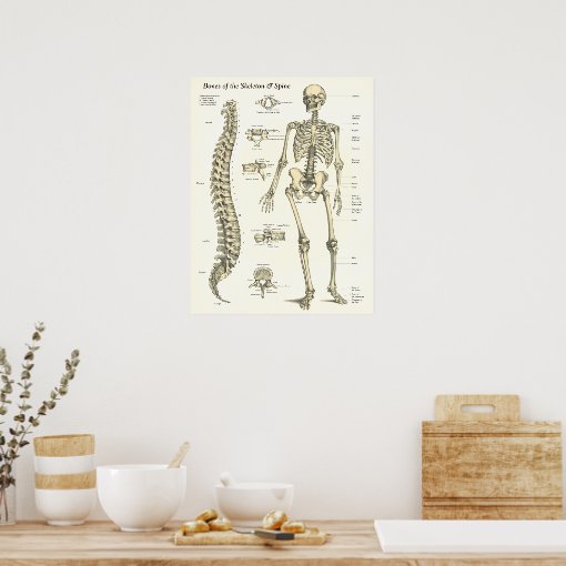 Bones of the Skeleton & Spine Anatomy Poster | Zazzle