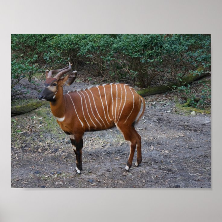 Bongo (Antelope) Poster | Zazzle