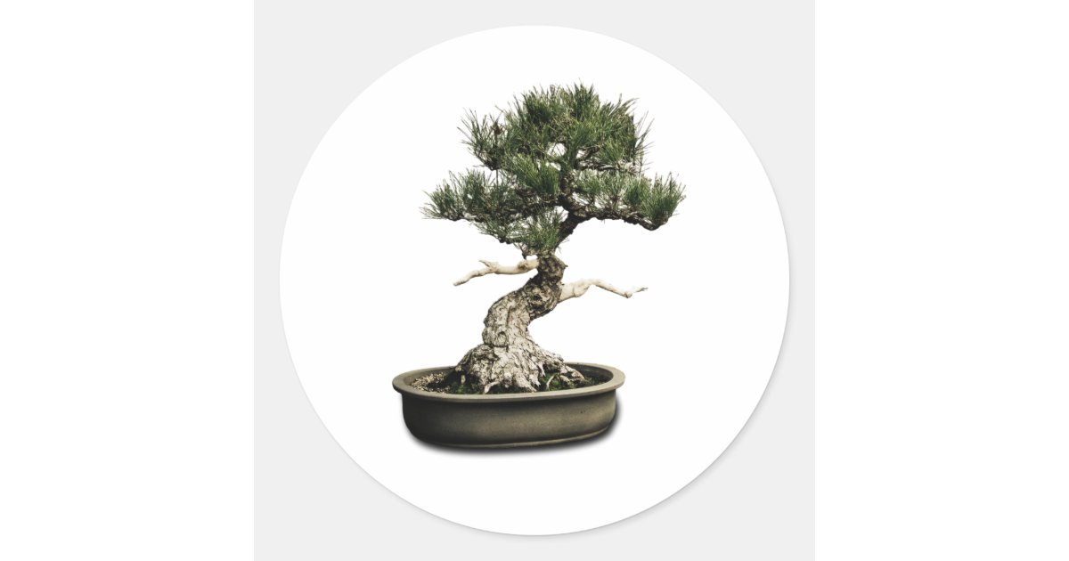 Bonsai Classic Round Sticker | Zazzle