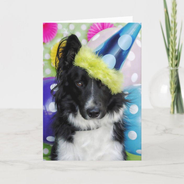 Border Collie Birthday Card | Zazzle.com