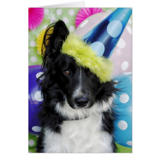 Border Collie Birthday Card | Zazzle.com