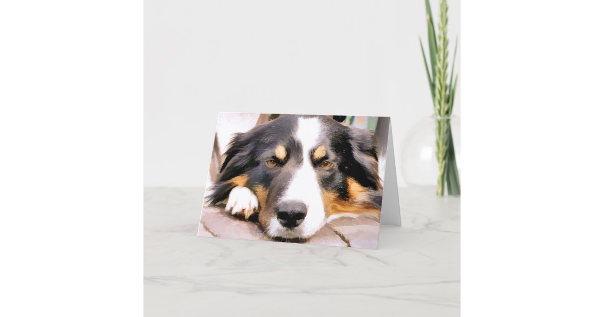 BORDER COLLIE CARD | Zazzle
