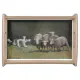 Border Collie Herding Sheep Dog Art Serving Tray | Zazzle