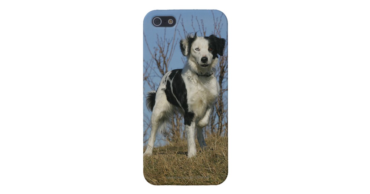 Border Collie Leg Raised iPhone Case | Zazzle