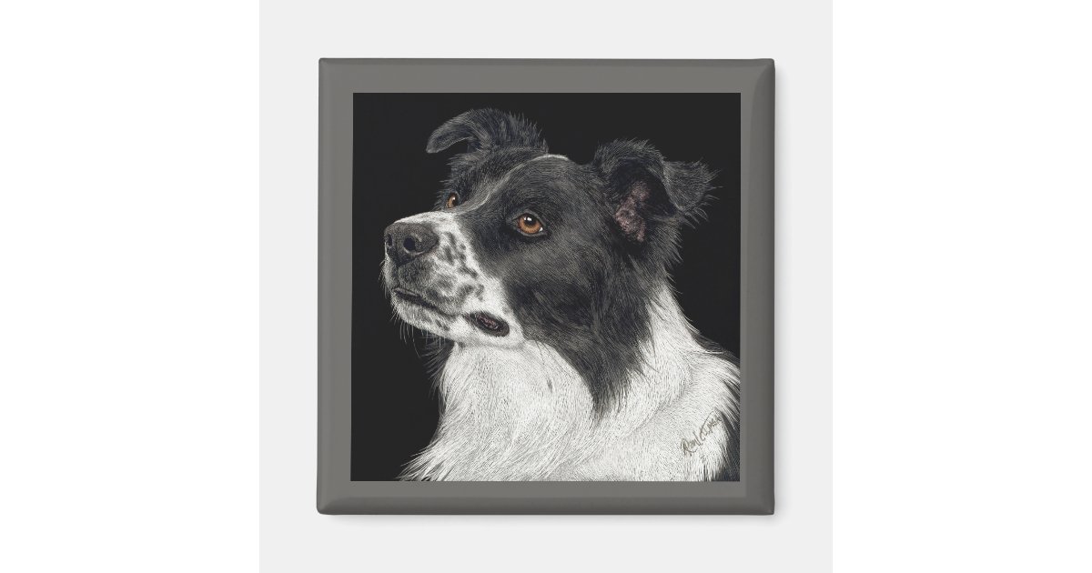 Border Collie Magnet - "Ben" | Zazzle