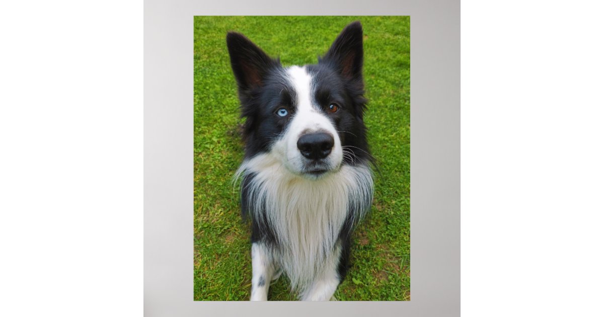 Border Collie Poster | Zazzle