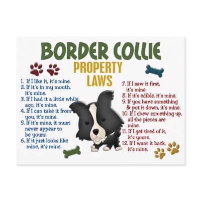 Border Collie Quotes. QuotesGram