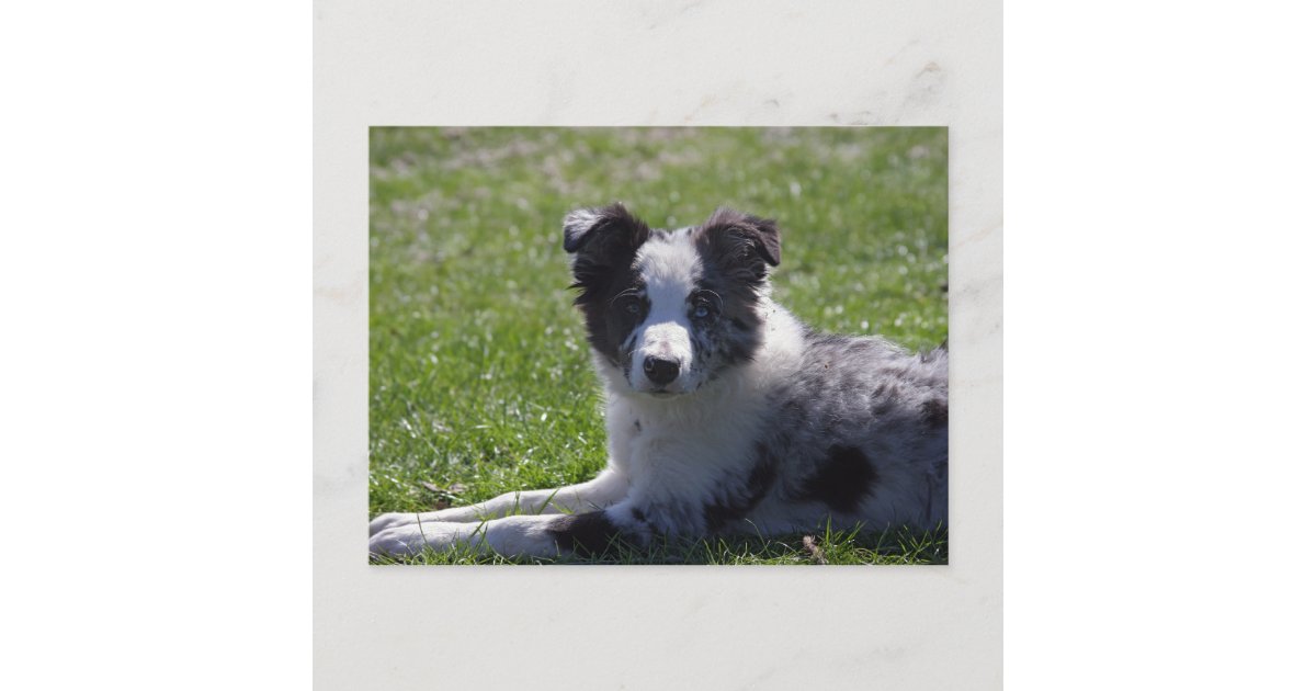 border collie pup postcard | Zazzle