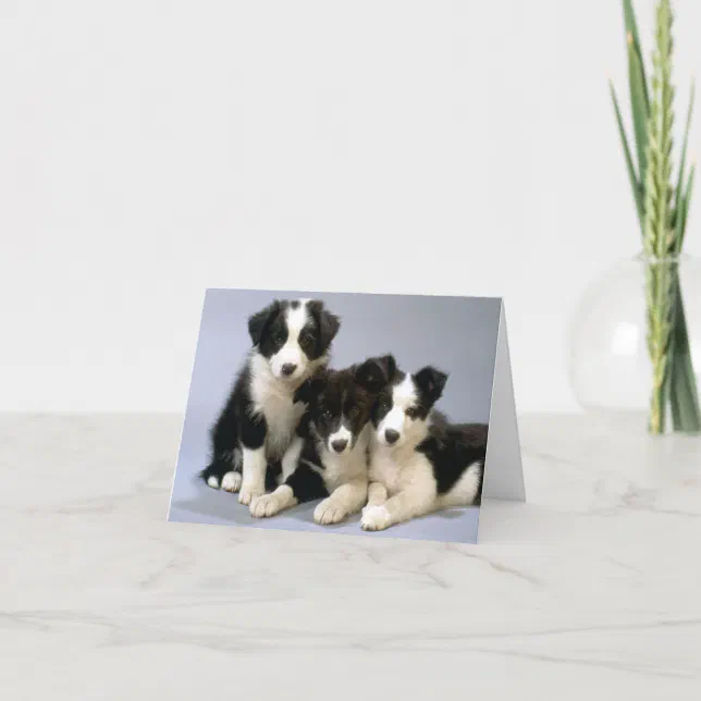 Border Collie Puppy Dog Blank Note Card | Zazzle