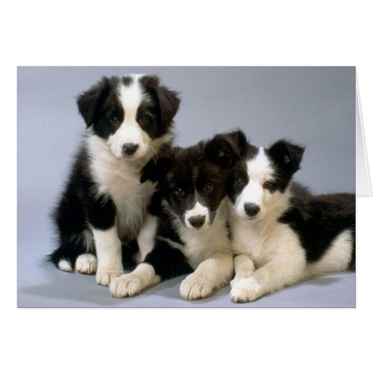 Border Collie Puppy Dog Blank Note Card | Zazzle.com