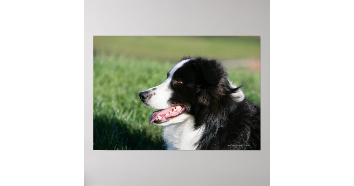 Border Collie Puppy Laying Down Poster | Zazzle