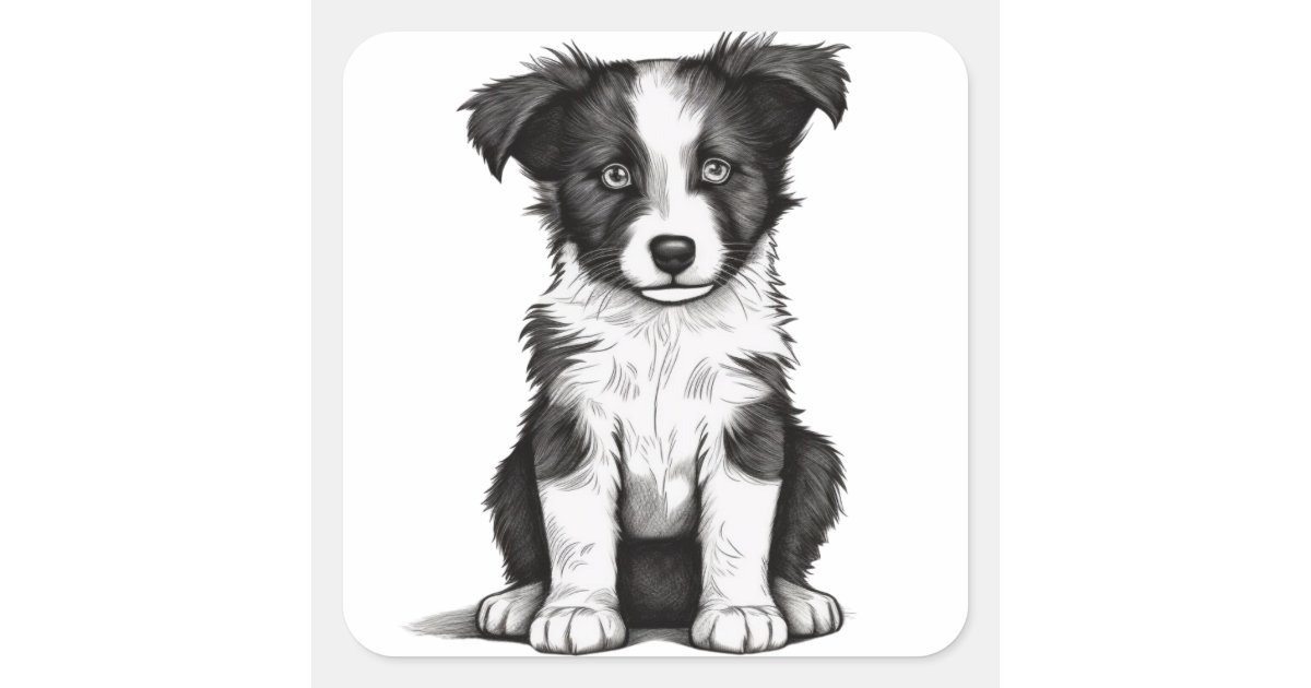 Border Collie Sheepdog Australian Shephard Puppy Square Sticker | Zazzle