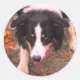 Border Collie Stare Dog Classic Round Sticker | Zazzle