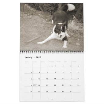 Border Collies Galore Calendar | Zazzle