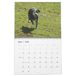 Border Collies Galore Calendar | Zazzle