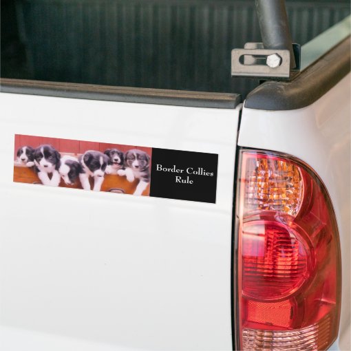 Border Collies Rule Cute Bumper Sticker | Zazzle