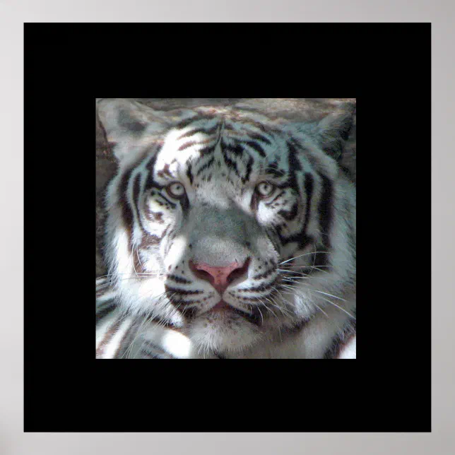 Border White Tiger Portrait Poster | Zazzle