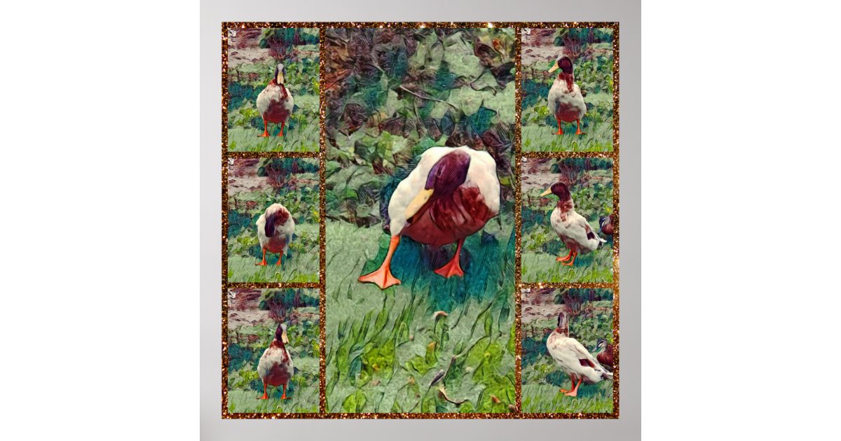 Bored Duck Photo Collage, Poster | Zazzle