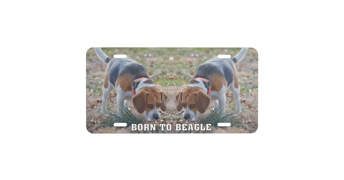 Born to Beagle License Plate | Zazzle