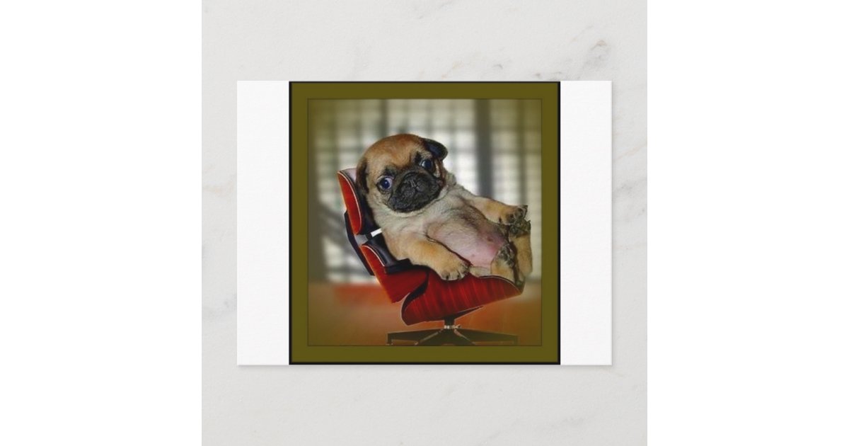 Boss Pug! Postcard | Zazzle