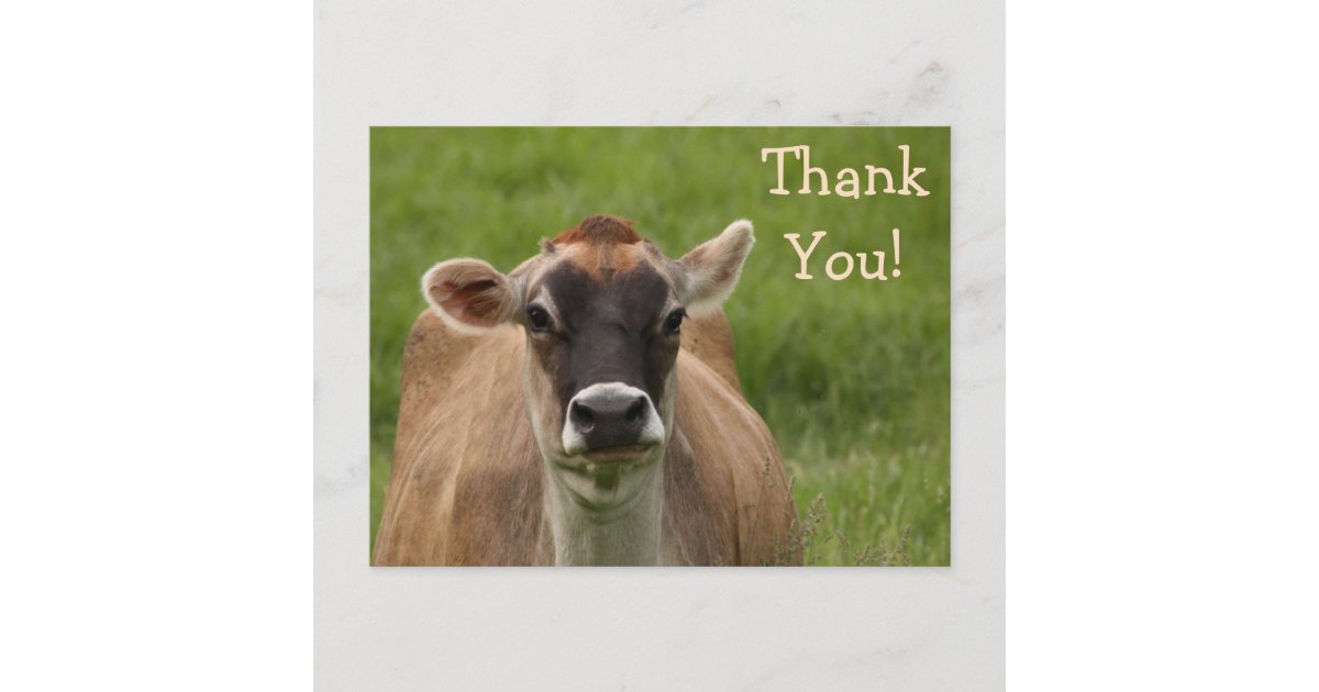 Bossy Cow Thank You Postcard | Zazzle