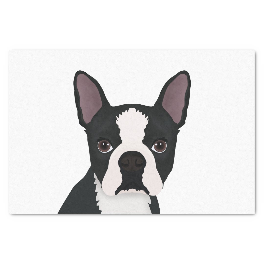 boston terrier cartoon tissue paper | Zazzle