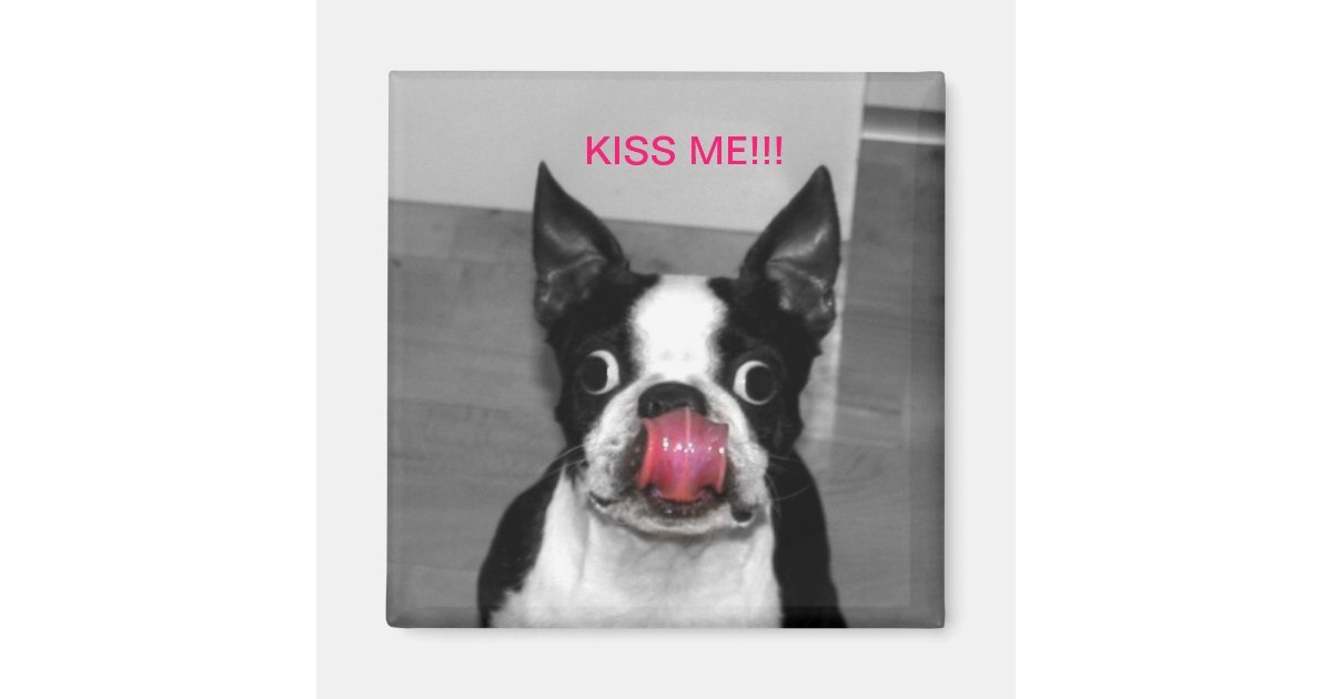 BOSTON TERRIER MAGNET | Zazzle