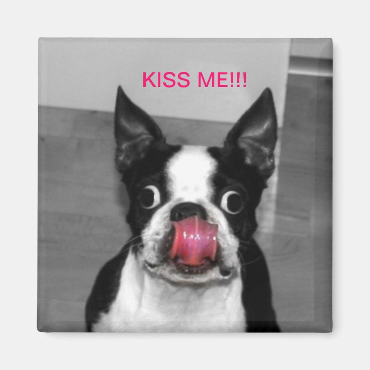 BOSTON TERRIER MAGNET | Zazzle