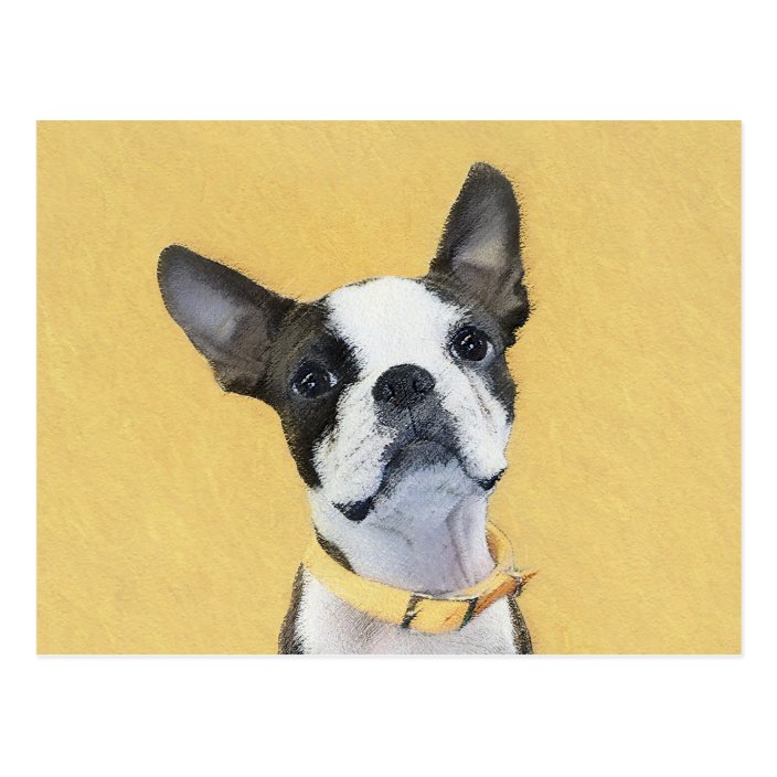 Boston Terrier Painting - Cute Original Dog Art Postcard | Zazzle.com