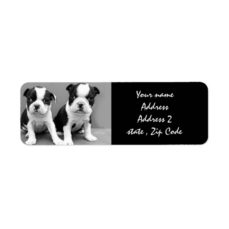 Boston Terrier Puppies Address Labels | Zazzle