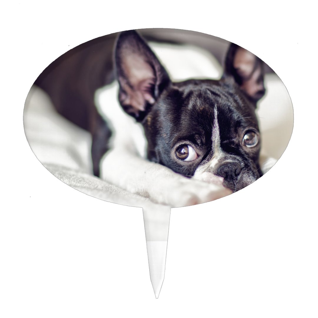 Boston Terrier Puppy Cake Topper | Zazzle