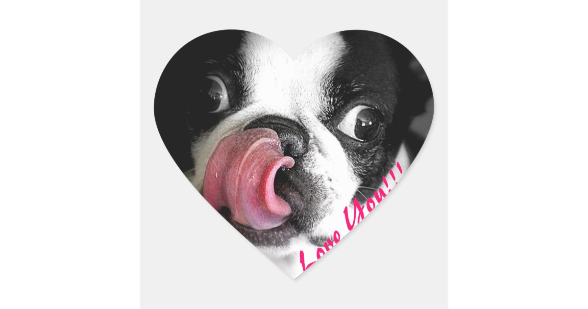 Boston Terrier Stickers | Zazzle