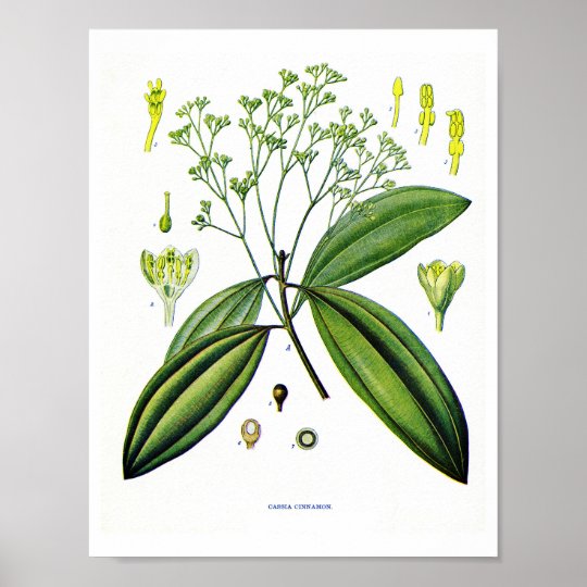 Botanical art: Illustration of Cinnamon Plant Poster | Zazzle.com