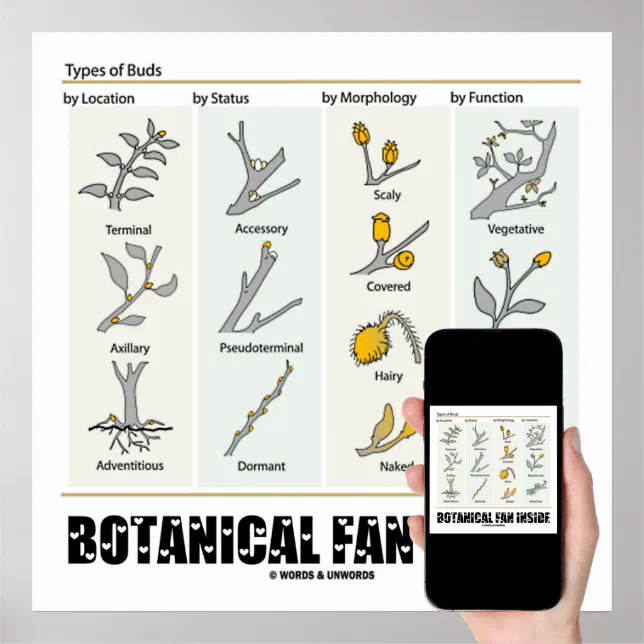 Botanical Fan Inside Types Of Buds Botany Poster | Zazzle