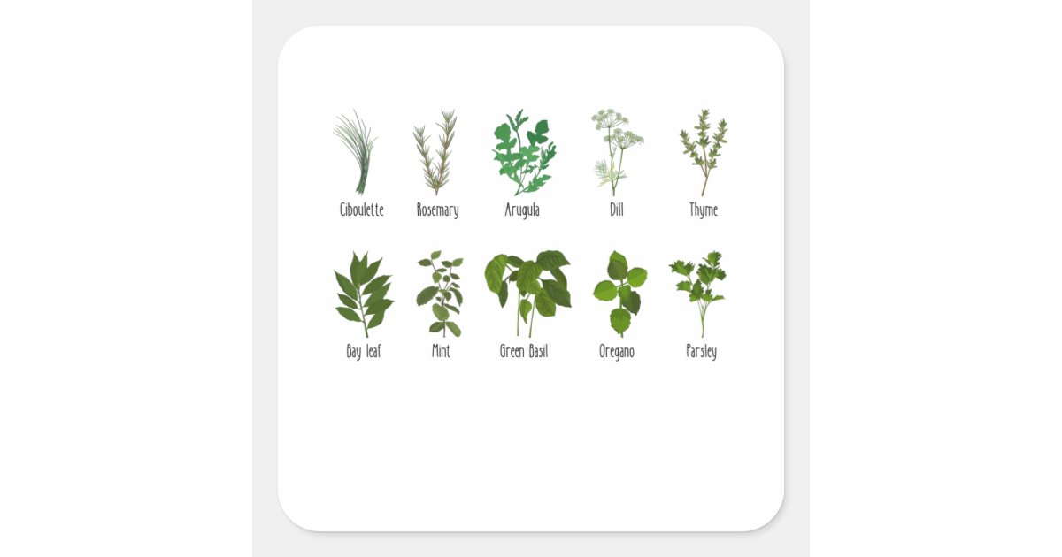 Botanical Herbs Herbalist Gift Garden Birthday Square Sticker | Zazzle