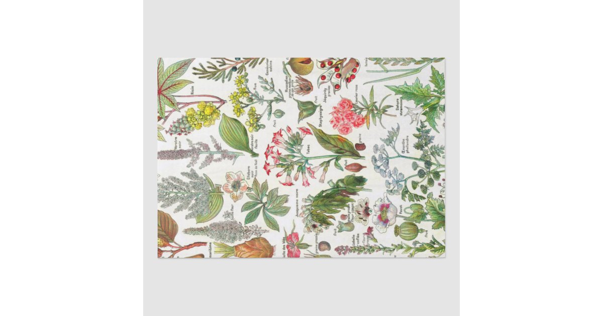 Botanical Illustrations Tissue Paper | Zazzle