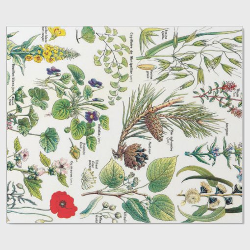Botanical Illustrations Wrapping Paper | Zazzle