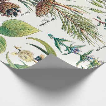 Botanical Illustrations Wrapping Paper | Zazzle