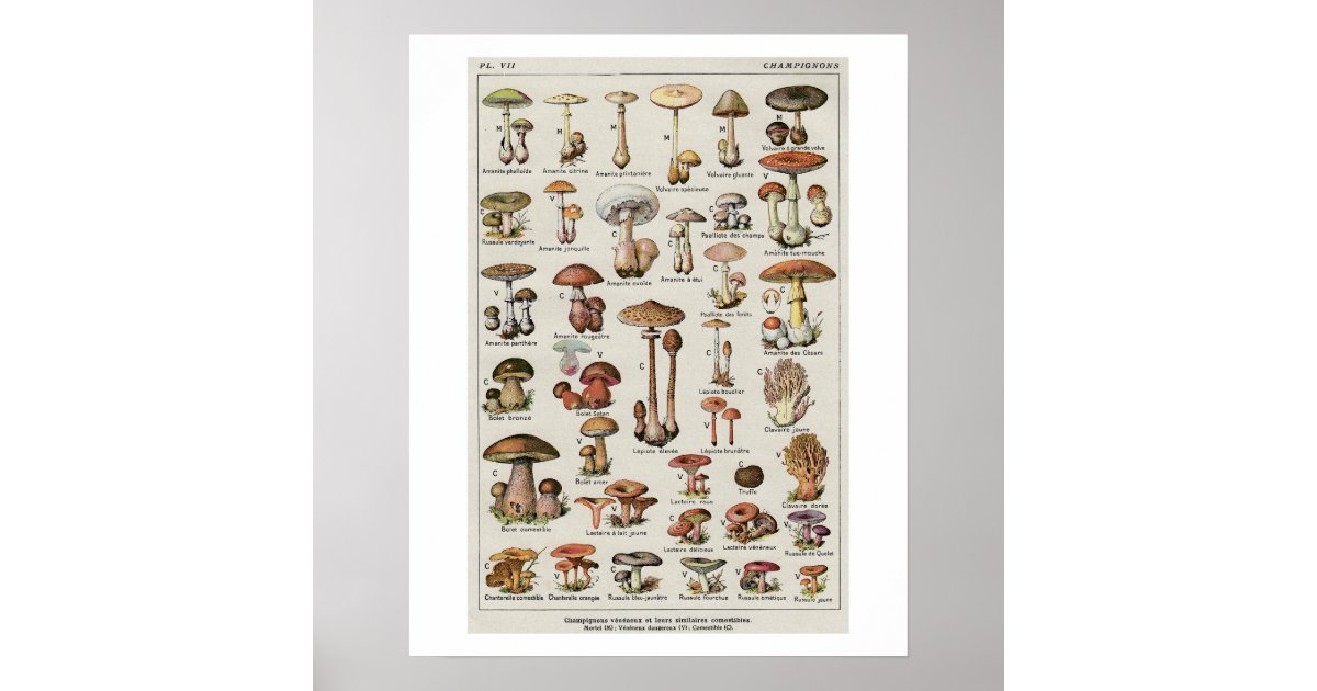 Botanical Mushrooms Chart | Zazzle