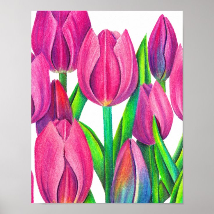 Botanical Pink Tulips Drawing Poster | Zazzle